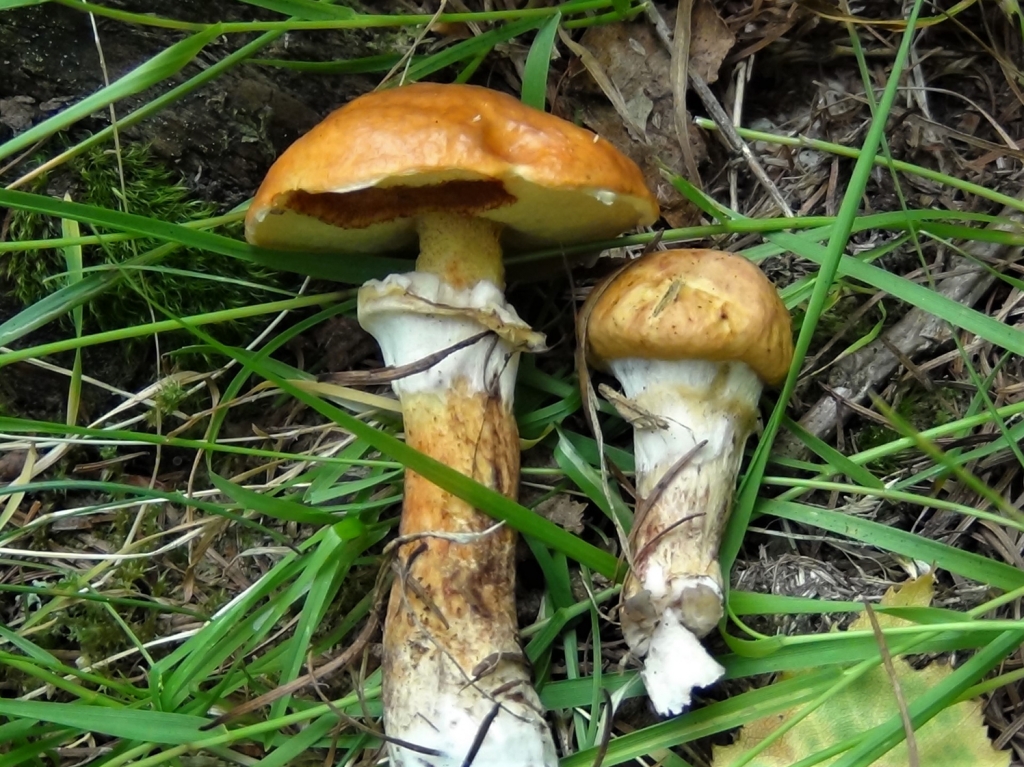 Larch Bolete - Wild Food UK