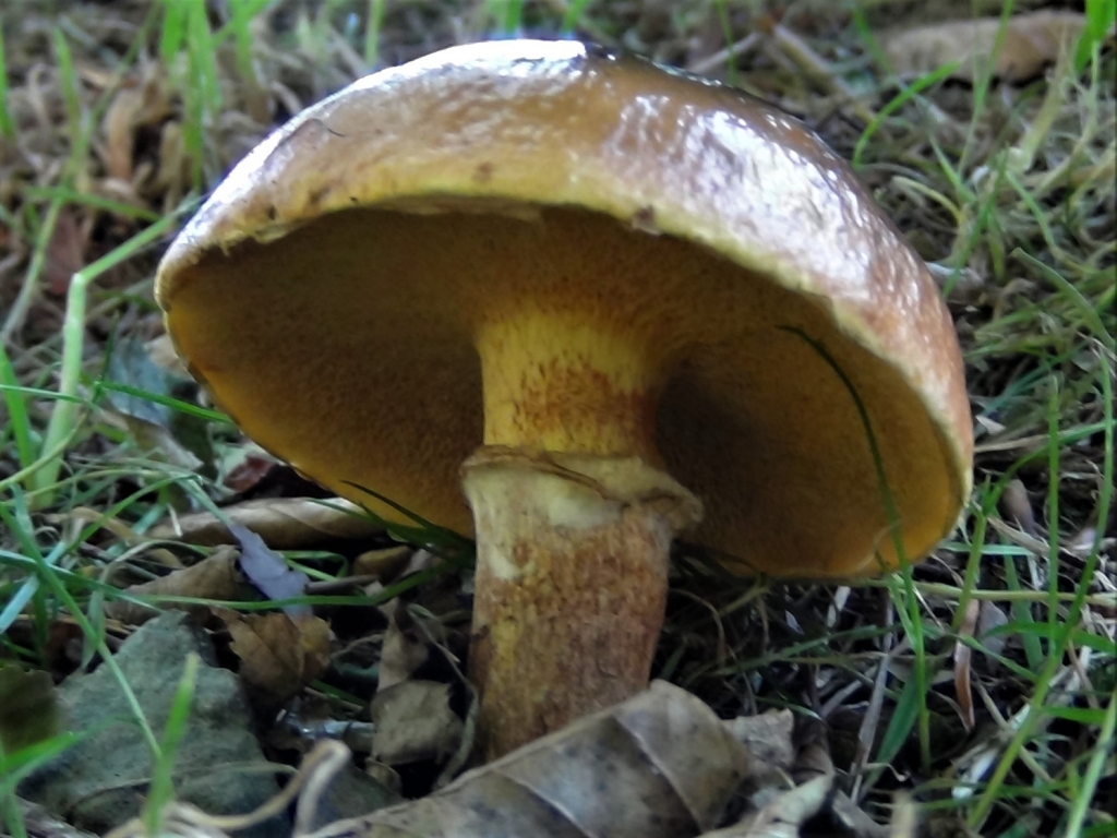 Larch Bolete - Wild Food UK