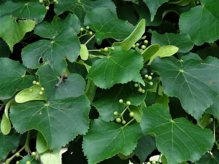 Lime Tree - Wild Food UK