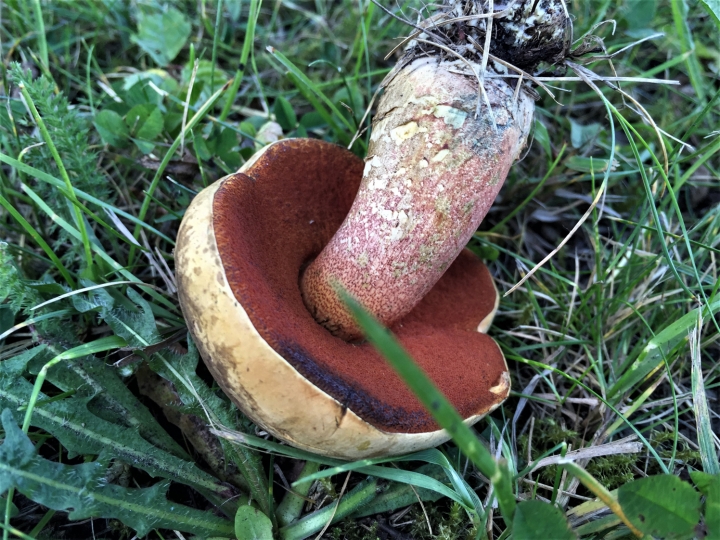 Lurid Bolete