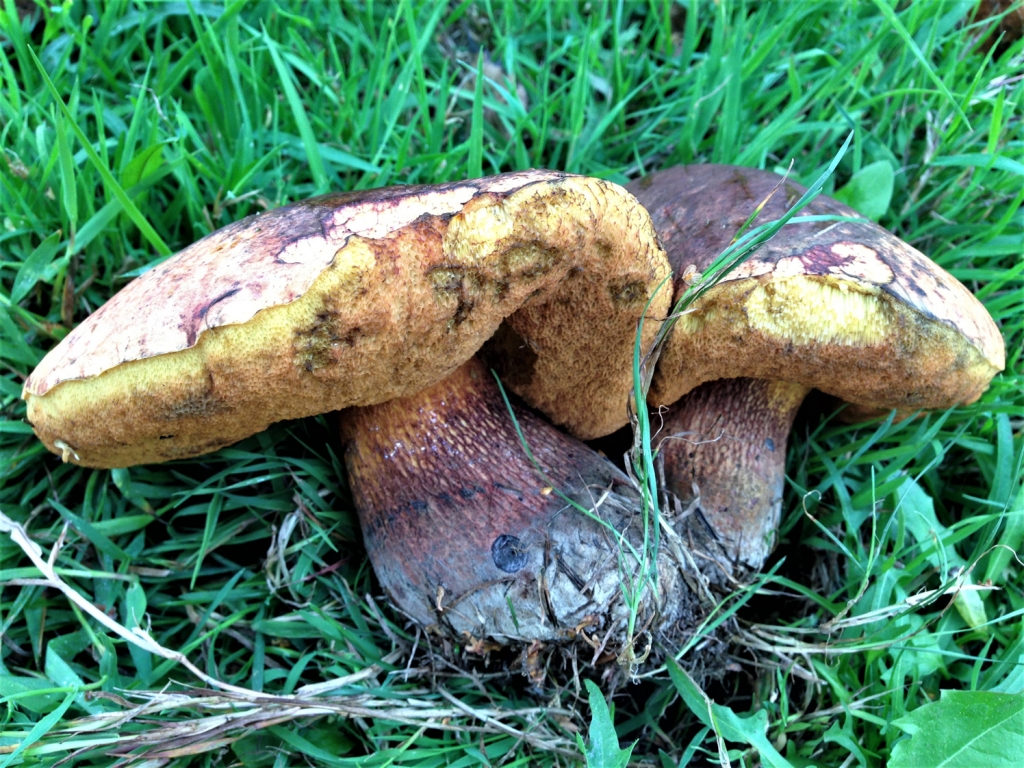 Lurid Bolete - Wild Food UK