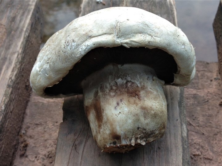Macro Mushroom - Wild Food UK
