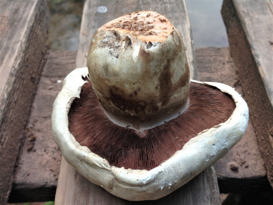 Macro Mushroom - Wild Food UK