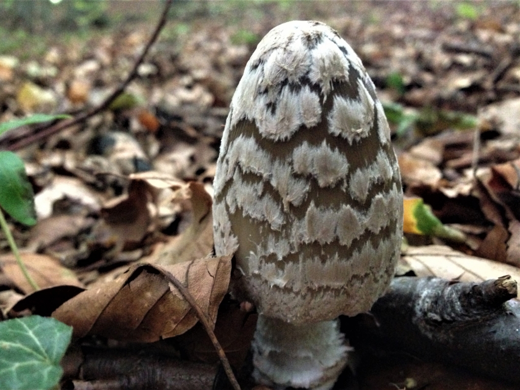 Magpie Inkcap - Wild Food UK