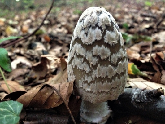Magpie Inkcap - Wild Food UK