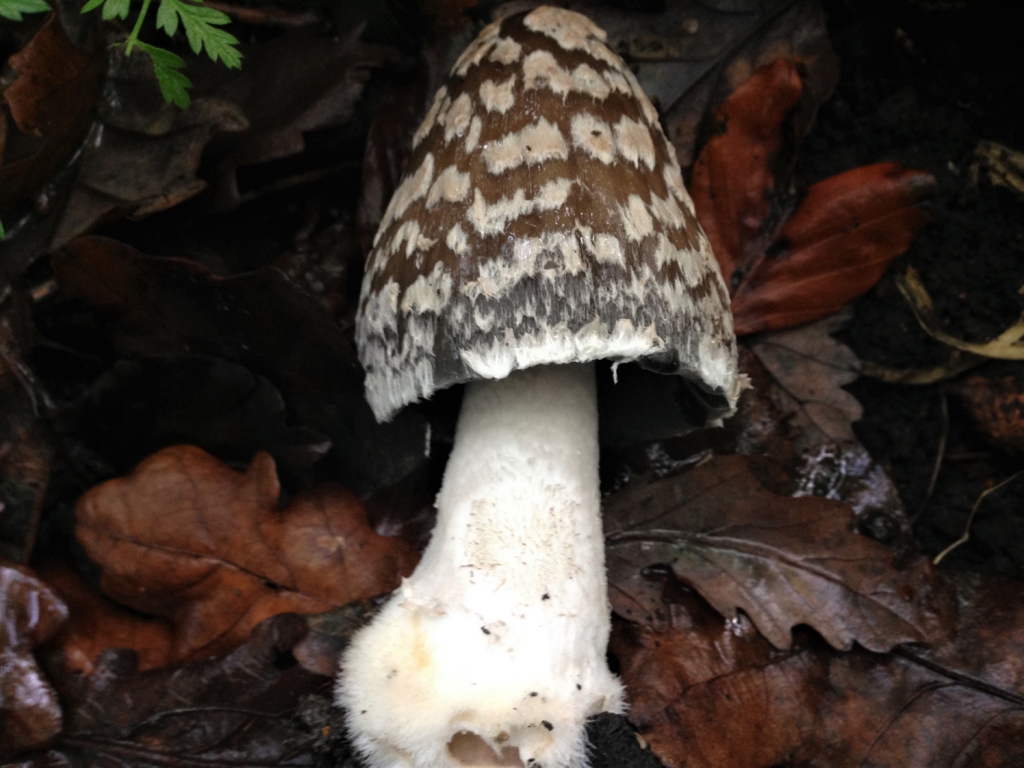 Magpie Inkcap - Wild Food UK