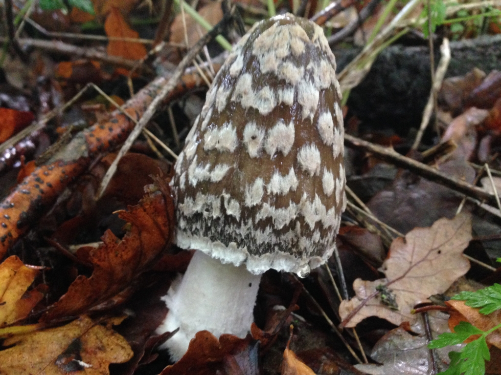 Magpie Inkcap - Wild Food UK