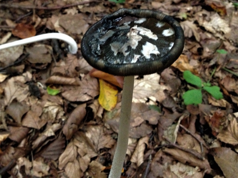 Magpie Inkcap - Wild Food UK
