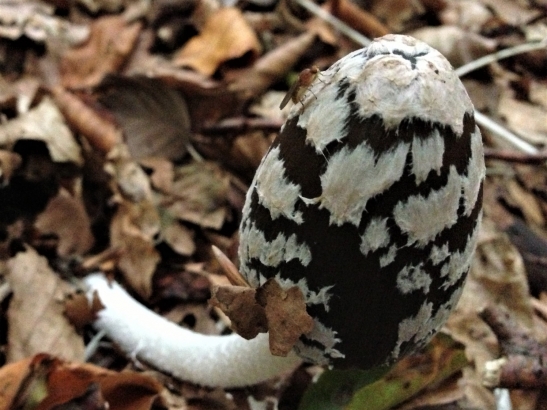 Magpie Inkcap - Wild Food UK