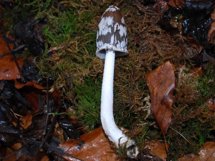 Magpie Inkcap - Wild Food UK