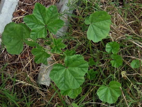 Mallow - Wild Food UK