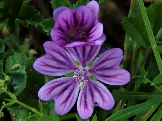 Mallow - Wild Food UK