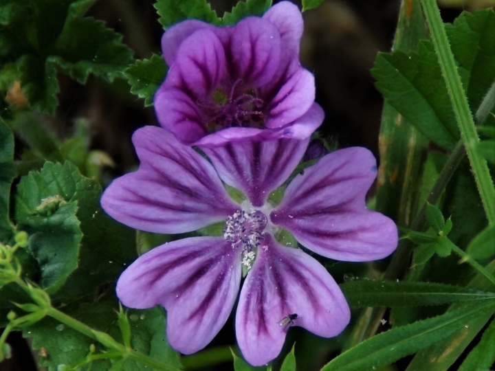 Mallow - Wild Food UK