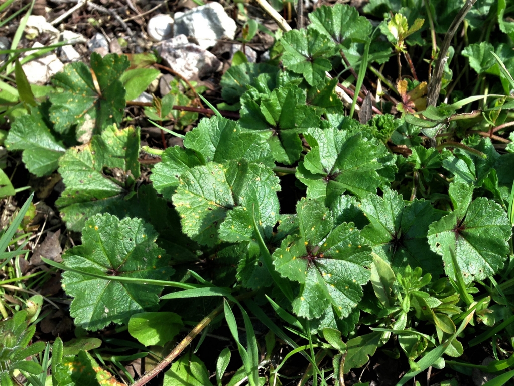 Mallow - Wild Food UK