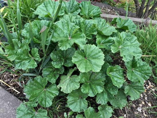 Mallow - Wild Food UK