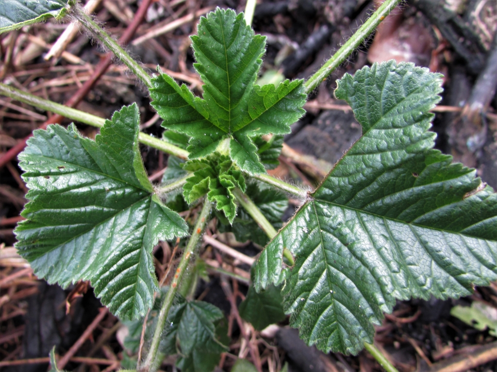 Mallow - Wild Food UK