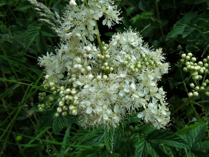 Meadowsweet - Wild Food UK