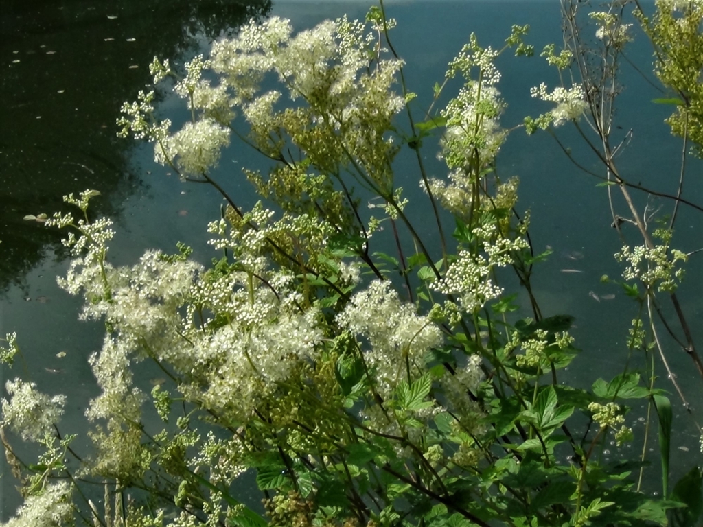 Meadowsweet - Wild Food UK