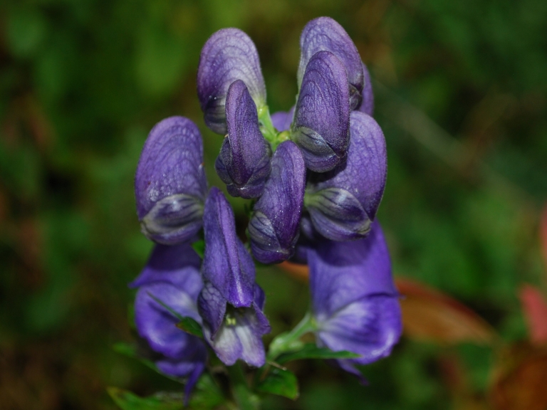 Monkshood - Wild Food UK