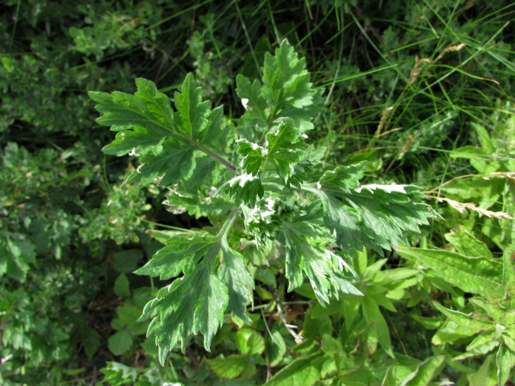 Mugwort - Wild Food UK