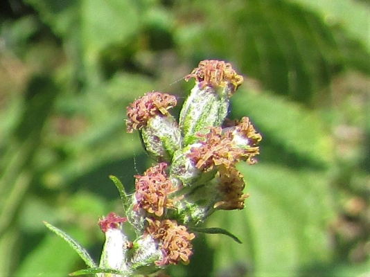 Mugwort - Wild Food UK