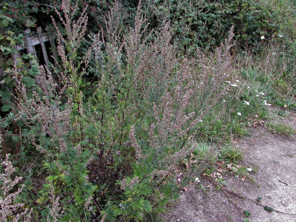 Mugwort - Wild Food UK