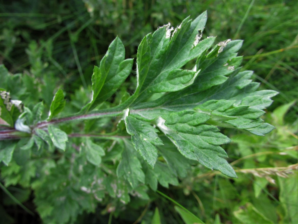 Mugwort - Wild Food UK