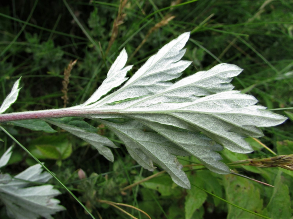 Mugwort - Wild Food UK