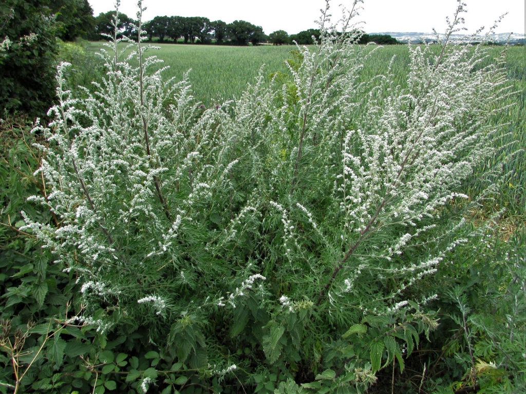 Mugwort, Artemisia vulgaris