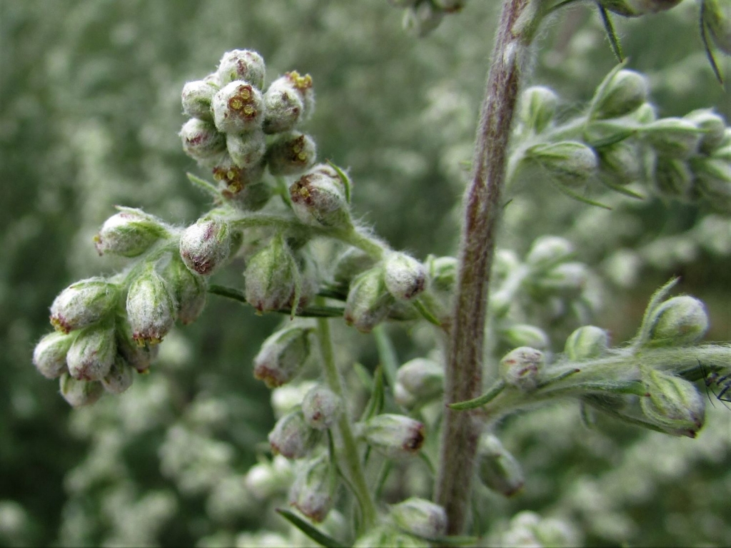 Mugwort - Wild Food UK