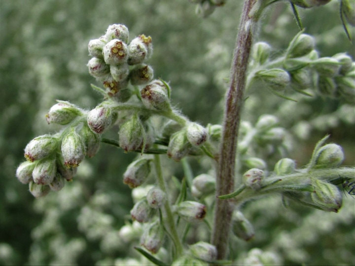 Mugwort - Wild Food UK