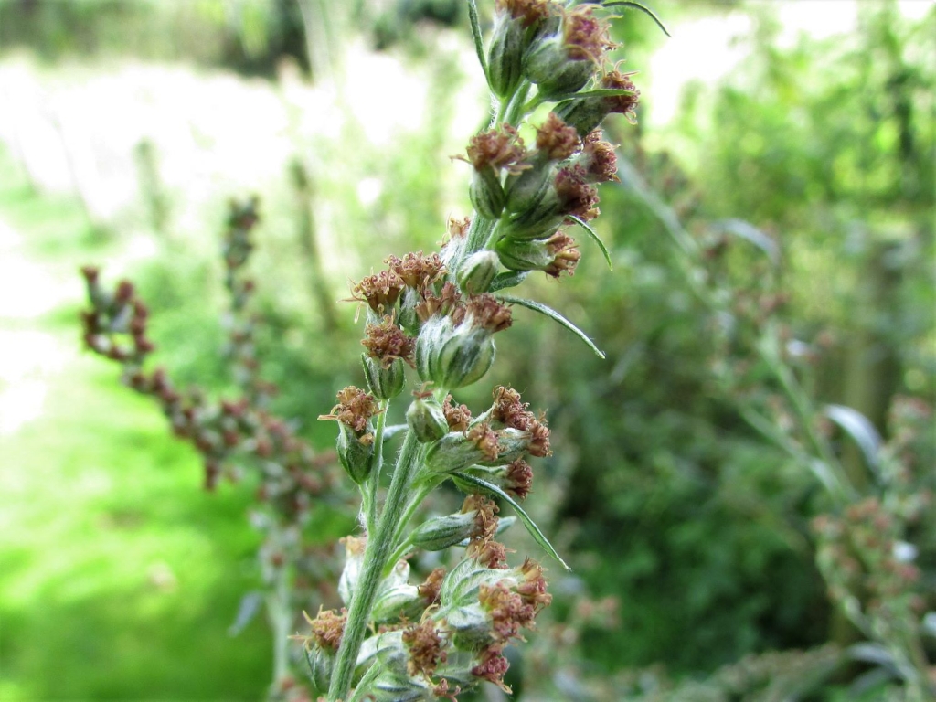 Mugwort - Wild Food UK