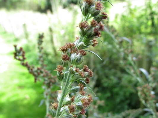 Mugwort - Wild Food UK