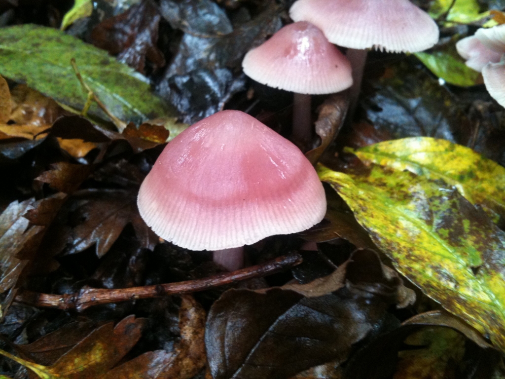 Lilac Bonnet - Wild Food UK