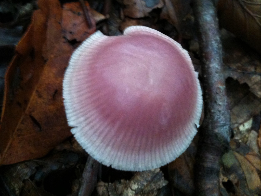 Lilac Bonnet - Wild Food UK