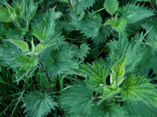 Nettle - Wild Food UK