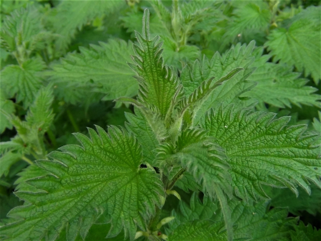 Nettle - Wild Food UK