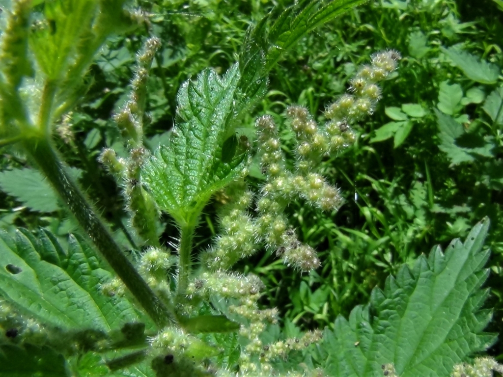Nettle - Wild Food UK