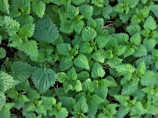 Nettle - Wild Food UK
