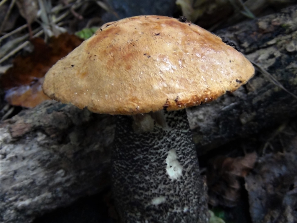 Orange Birch Bolete - Wild Food UK