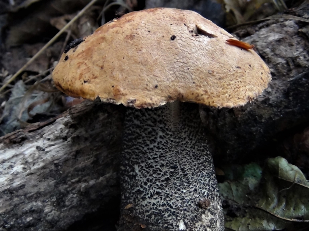 Orange Birch Bolete - Wild Food UK