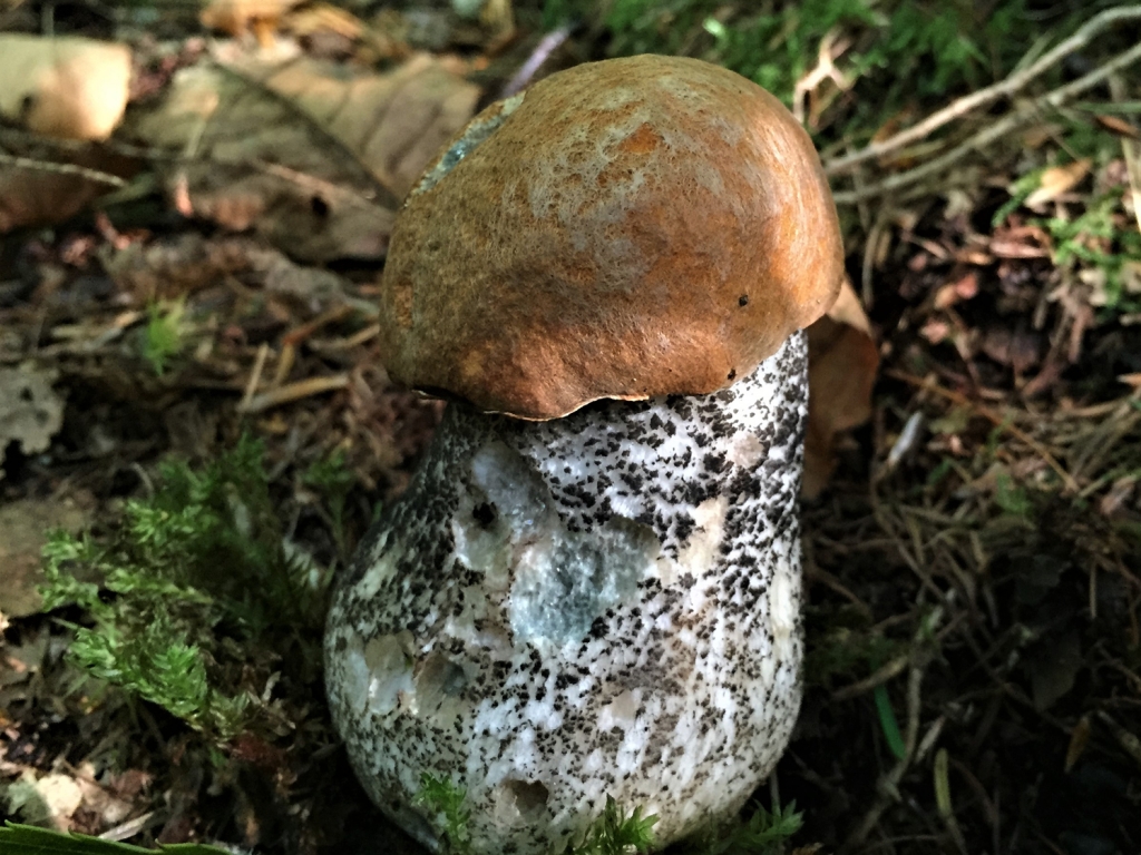 Orange Birch Bolete - Wild Food UK