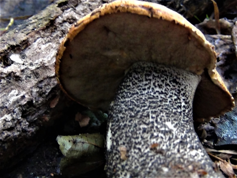 Orange Birch Bolete - Wild Food UK