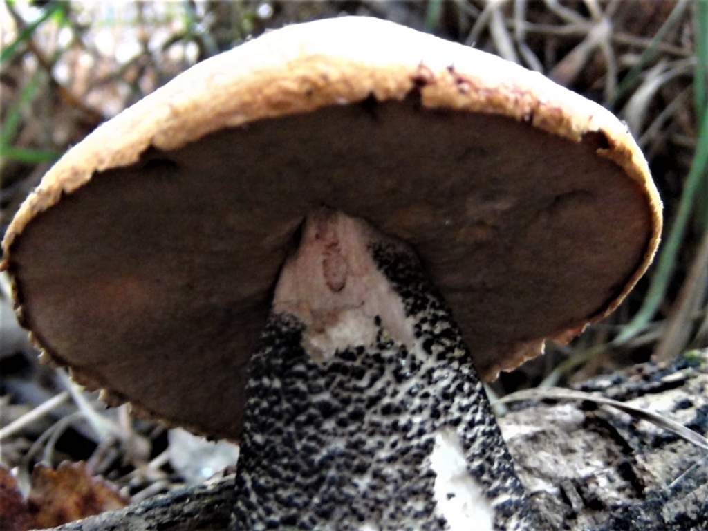 Orange Birch Bolete - Wild Food UK