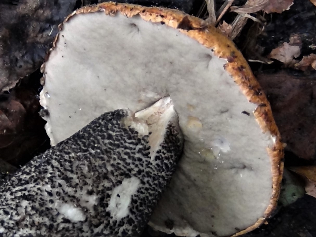 Orange Birch Bolete - Wild Food UK