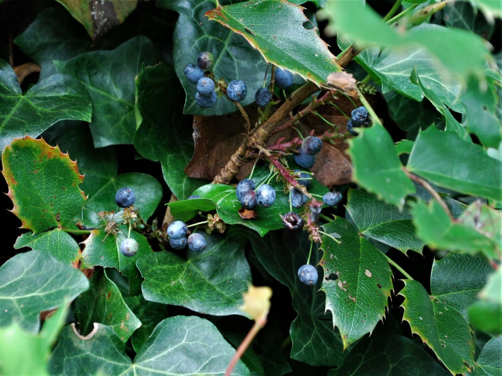 Oregon Grape - Wild Food UK