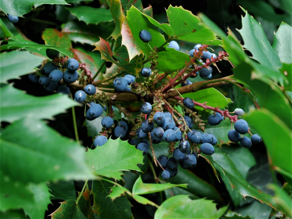 Oregon Grape - Wild Food UK