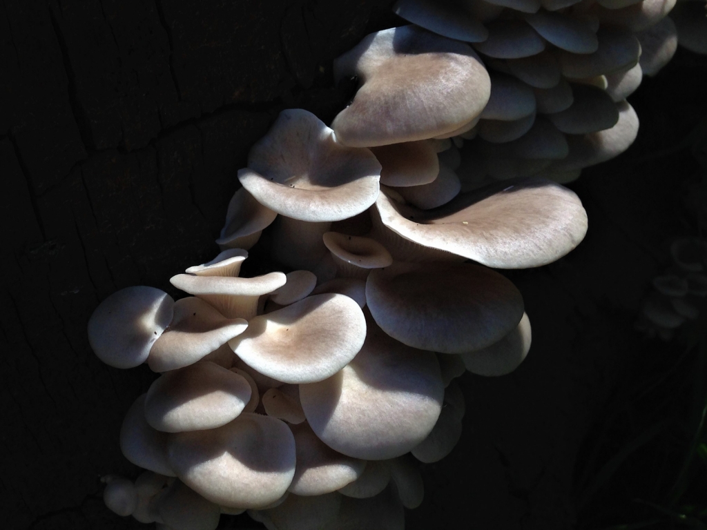 Grey Oyster Mushroom