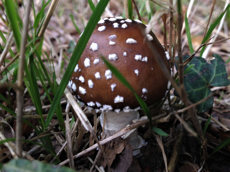 Panthercap - Wild Food UK