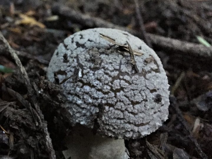 Panthercap - Wild Food UK